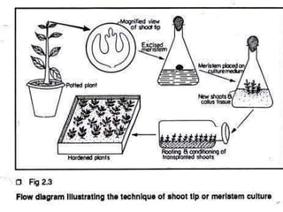 Meristem tip culture for the production of the virus free plants | PPTX