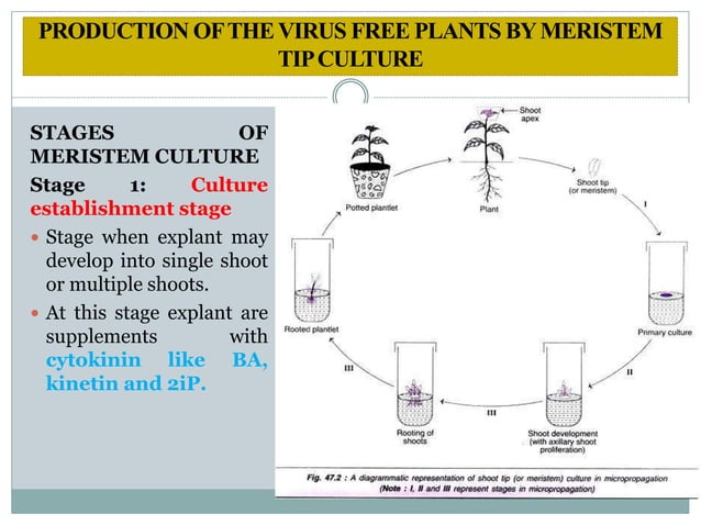 Meristem tip culture for the production of the virus free plants | PPTX ...