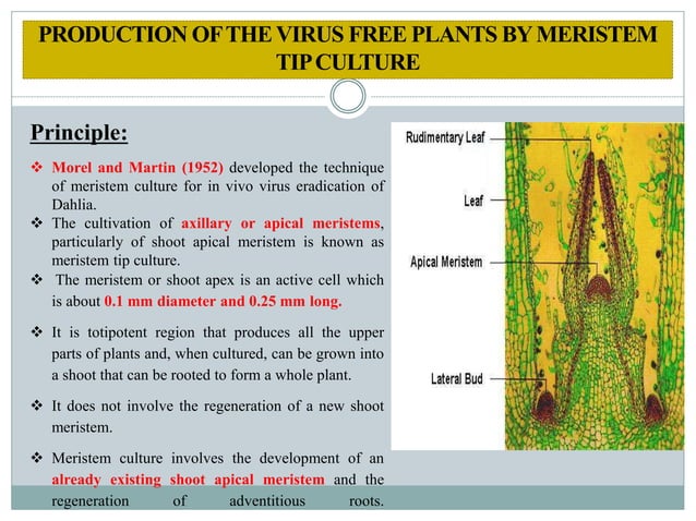 Meristem tip culture for the production of the virus free plants | PPTX ...