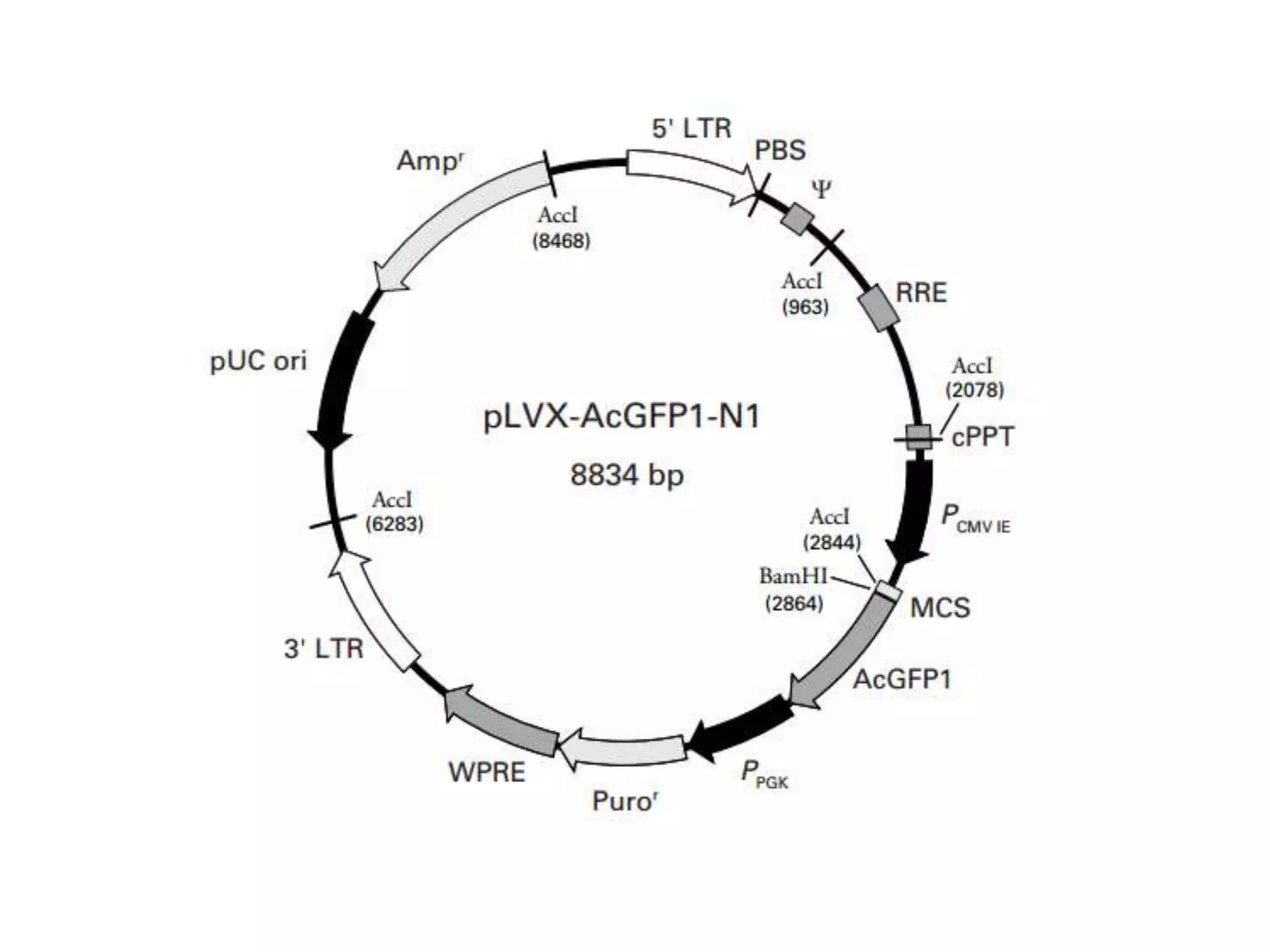 Molecular tagging with SNAP-tag Final (3) | PPT