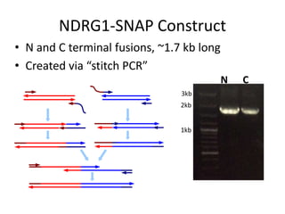 Molecular tagging with SNAP-tag Final (3) | PPT