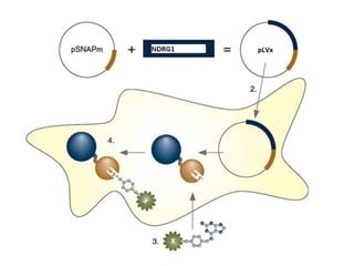Molecular tagging with SNAP-tag Final (3) | PPT