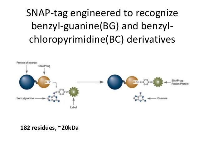 Molecular tagging with SNAP-tag Final (3)