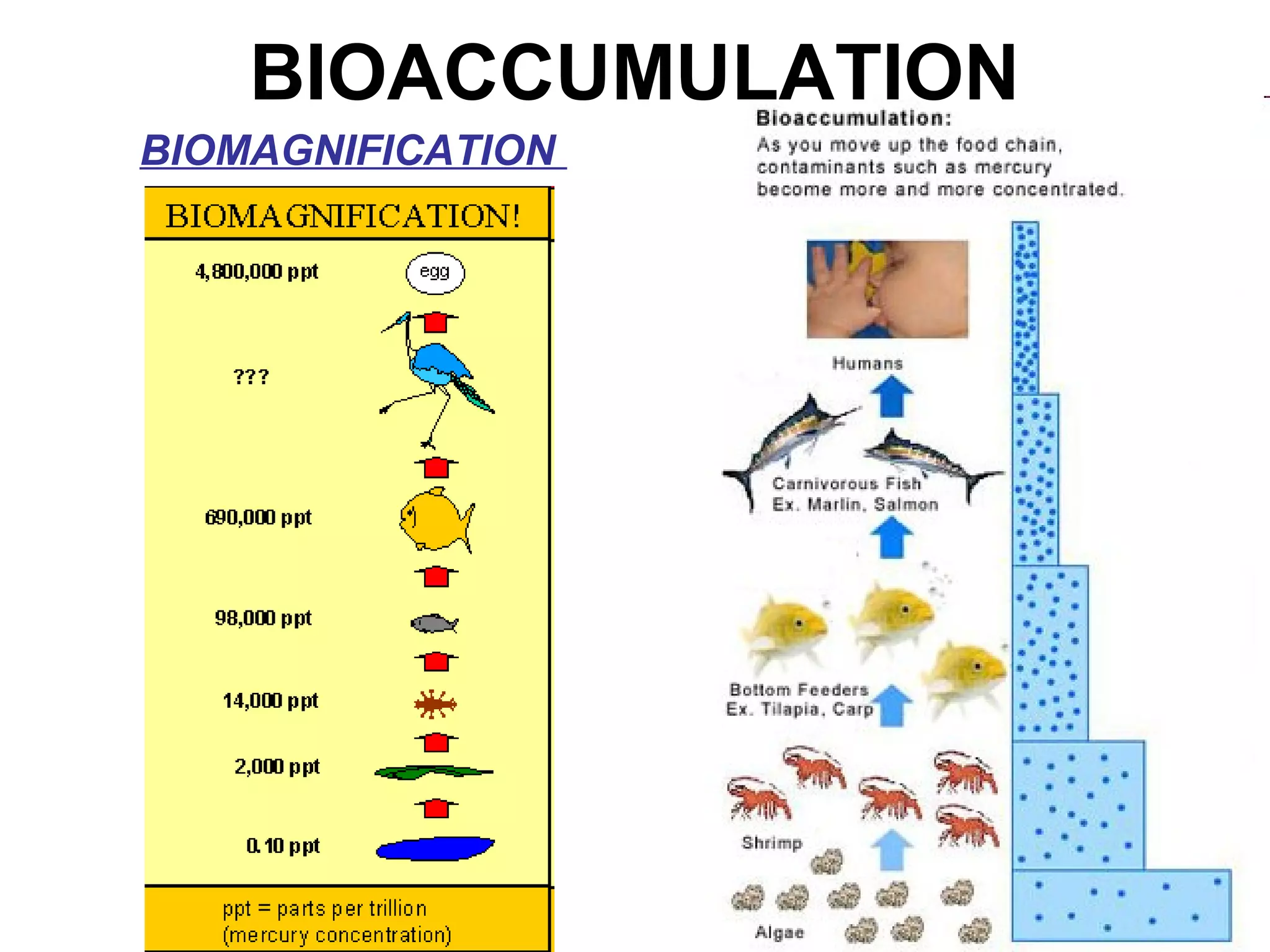 06 bioaccumulation | PPT