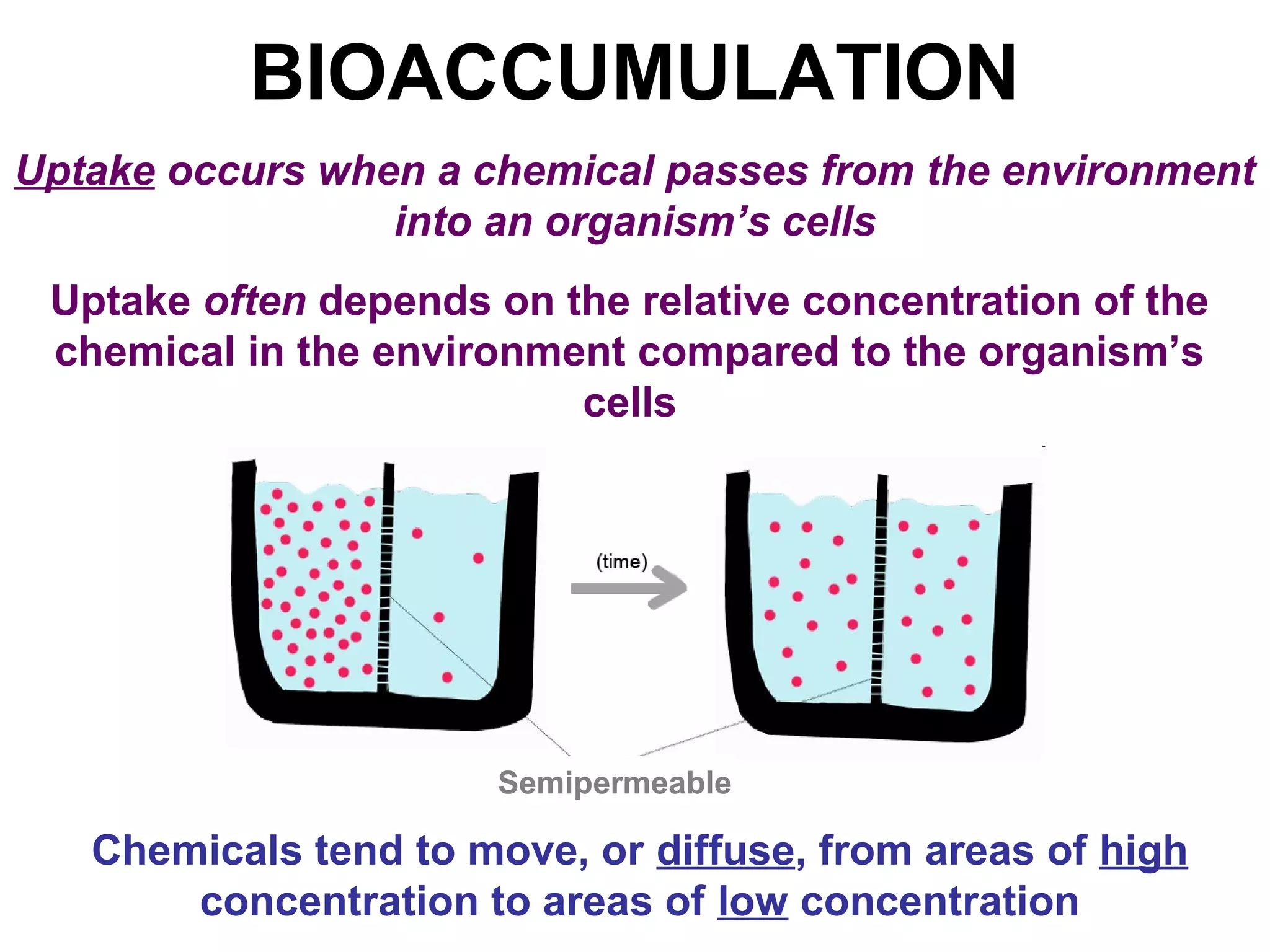 06 bioaccumulation | PPT