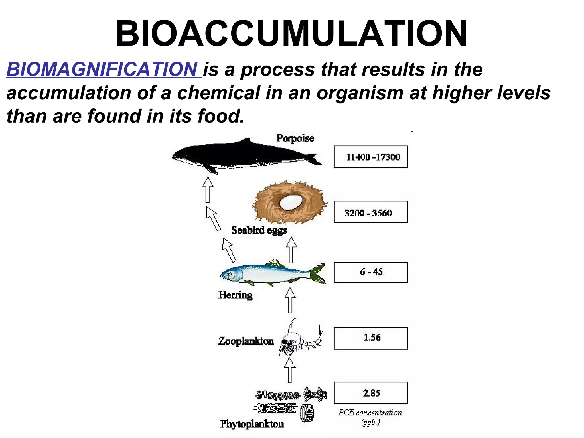06 bioaccumulation | PPT
