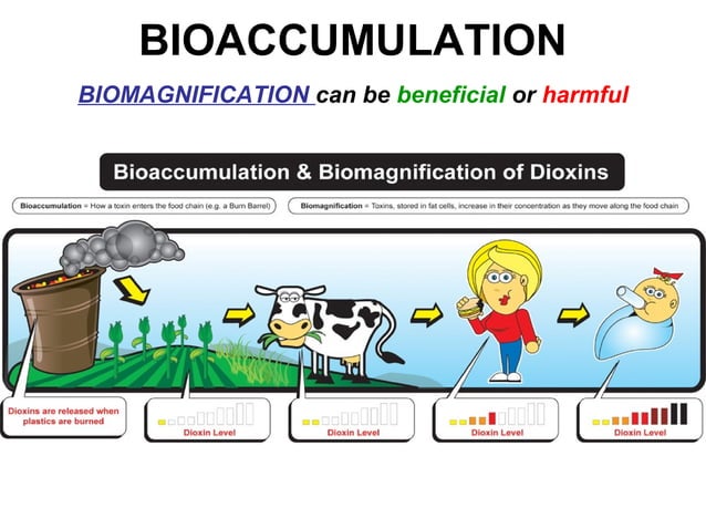 06 bioaccumulation | PPT