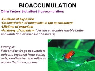 06 bioaccumulation | PPT