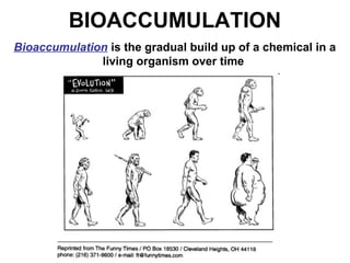 06 bioaccumulation | PPT
