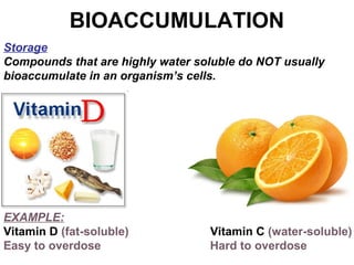 06 bioaccumulation | PPT