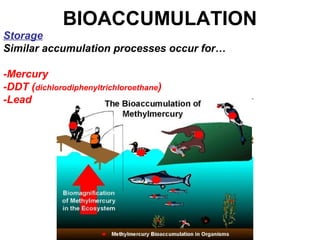 06 bioaccumulation | PPT