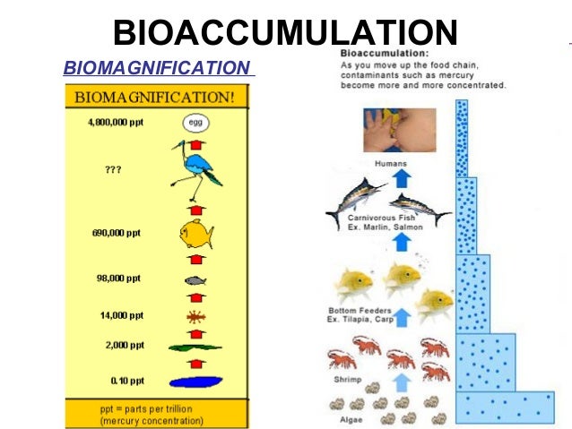 06 bioaccumulation