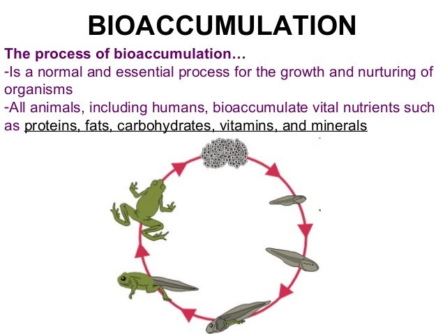06 bioaccumulation
