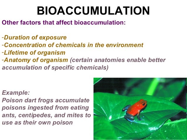 06 bioaccumulation