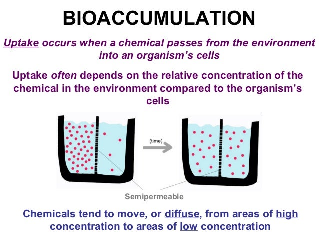 06 bioaccumulation