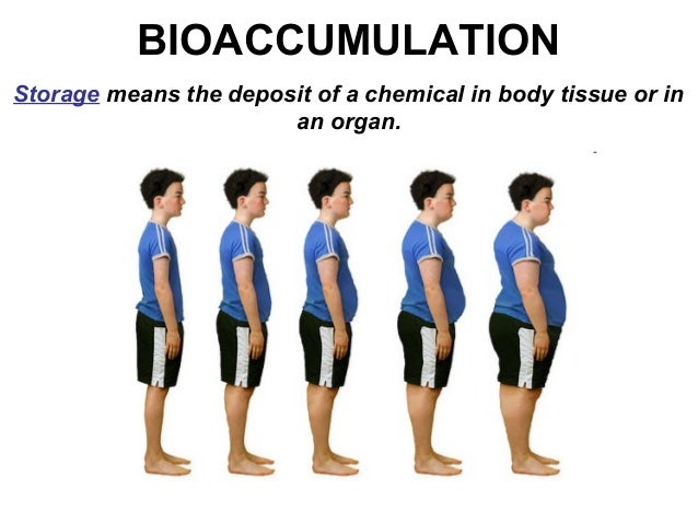 06 bioaccumulation