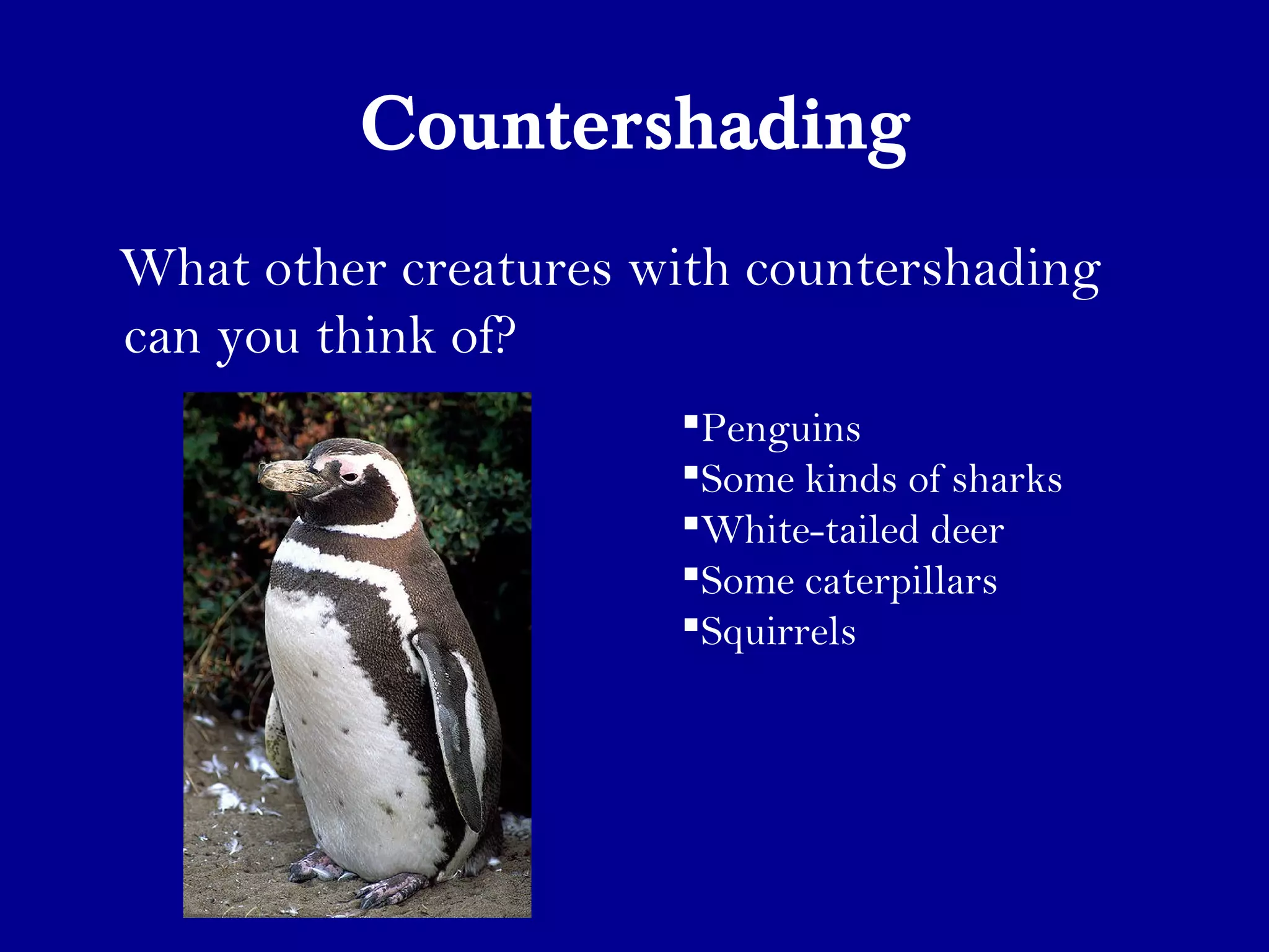 Understanding Camouflage | PPT