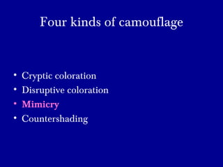 Understanding Camouflage | PPT