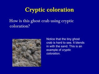 Understanding Camouflage | PPT