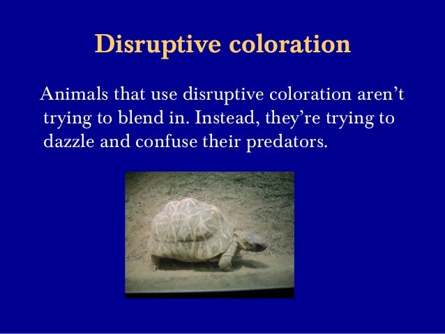 Understanding Camouflage