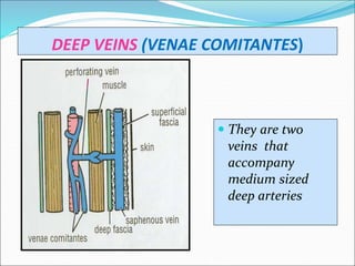 06 Cardiovascular_system.ppttttttttttttt | PPT