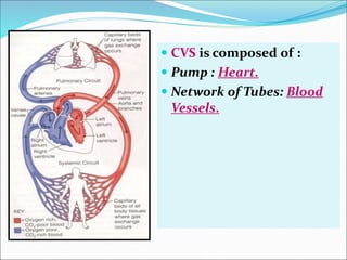 06 Cardiovascular_system.ppttttttttttttt | PPT