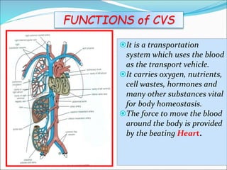 06 Cardiovascular_system.ppttttttttttttt | PPT