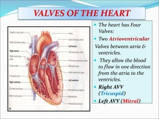 06 Cardiovascular_system.ppttttttttttttt | PPT