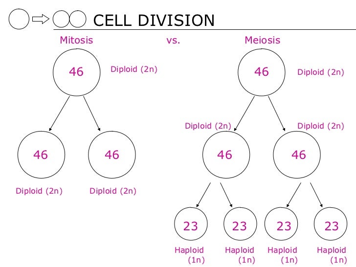 06 cell division