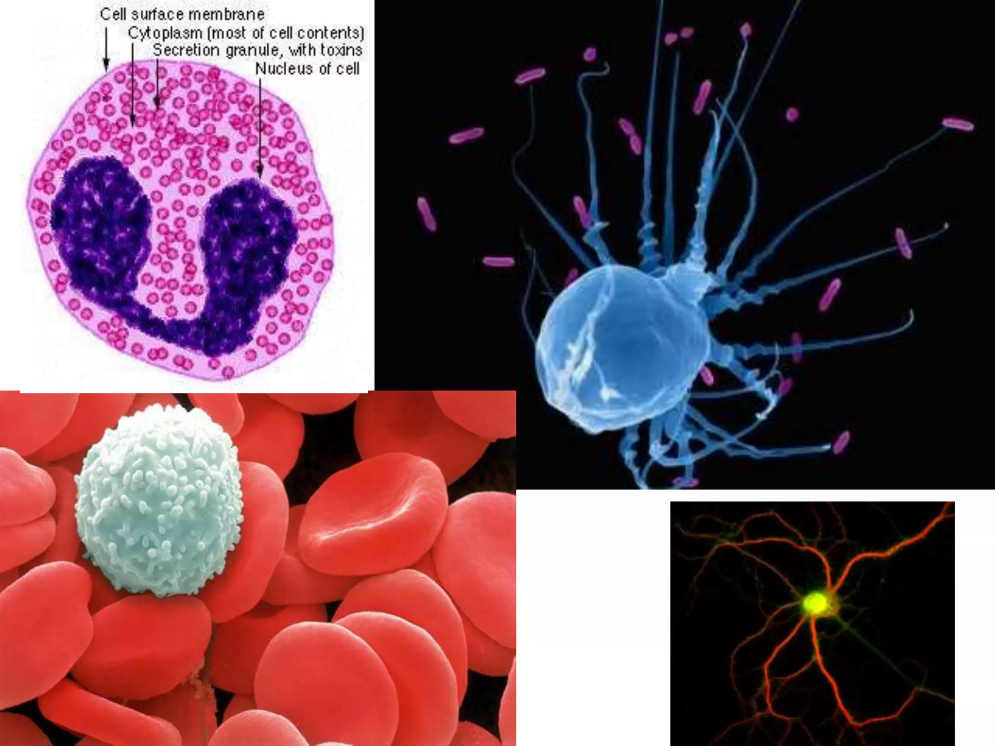 06 cell function (slides) | PPTX