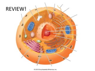 06 cell function (slides) | PPTX