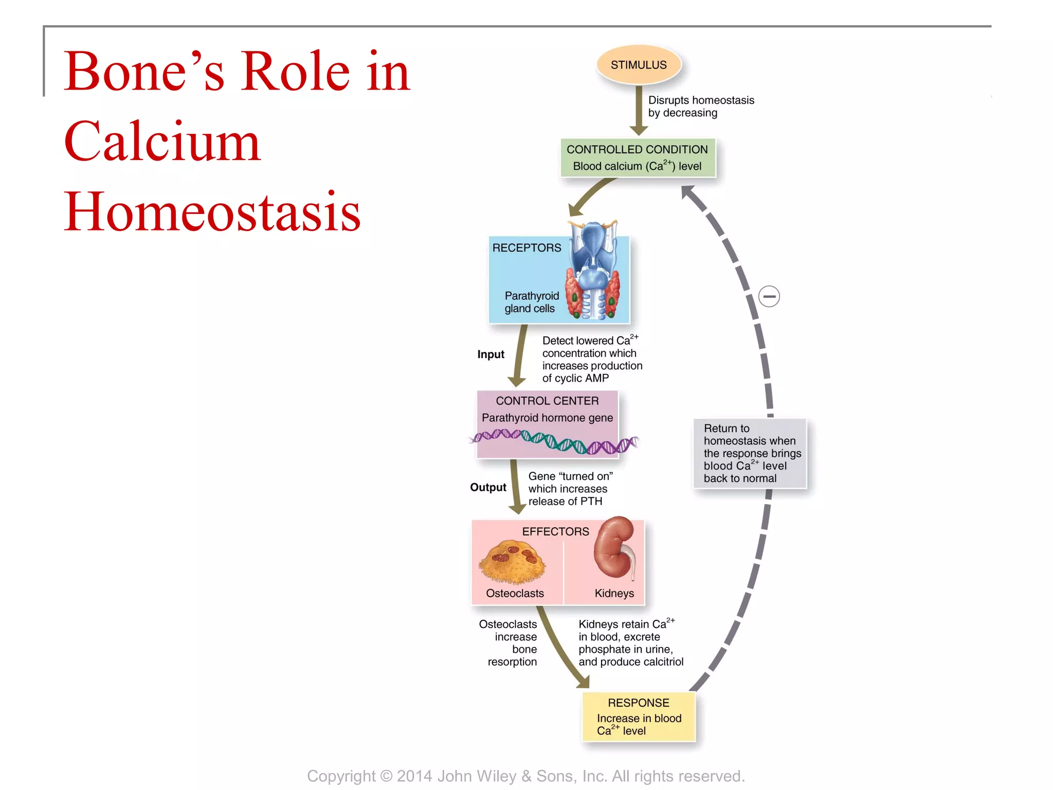 06 [chapter 6 the skeletal system bone tissue] | PPT