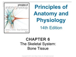 06 [chapter 6 the skeletal system bone tissue] | PPT