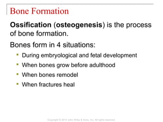 06 [chapter 6 the skeletal system bone tissue] | PPT