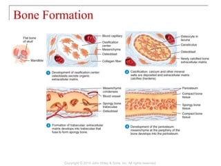 06 [chapter 6 the skeletal system bone tissue] | PPT