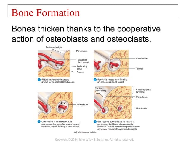 06 [chapter 6 the skeletal system bone tissue] | PPT | Bone and Joint Conditions | Diseases and ...