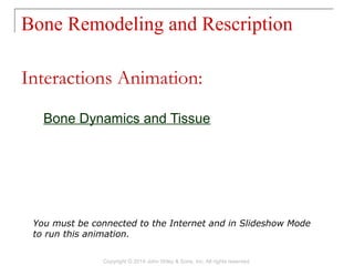 06 [chapter 6 the skeletal system bone tissue] | PPT