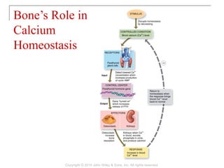 06 [chapter 6 the skeletal system bone tissue] | PPT