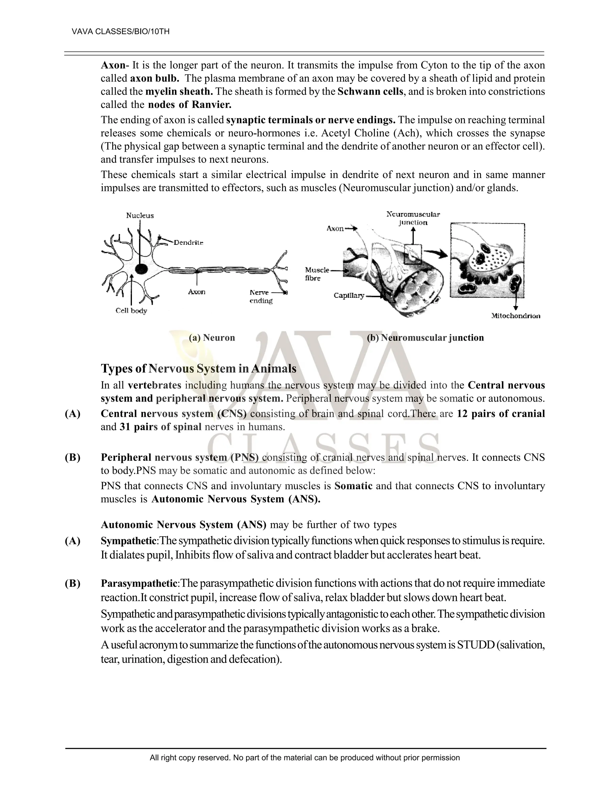 control and coordination class 10 NCERT pdf notes | PDF