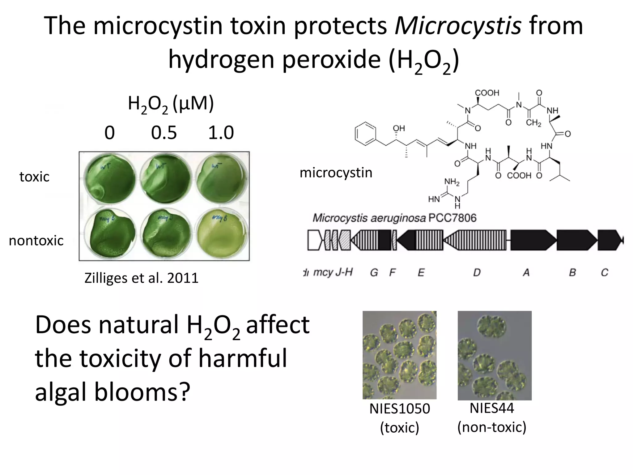 Controlling the Toxicity of Harmful Algal Blooms | PPT