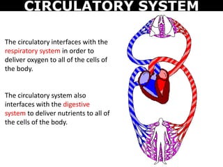 06 digestive and circulatory system | PPTX