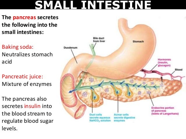 06 digestive and circulatory system