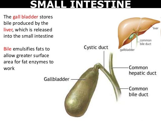 06 digestive and circulatory system