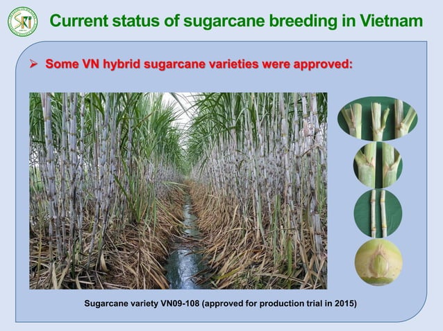 06EN. Status and orientation of Sugarcane breeding Vietnam (Dr Duong).pdf