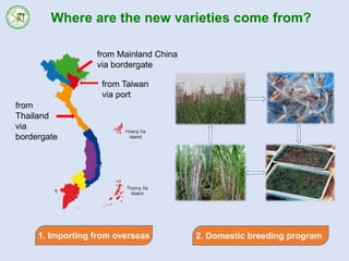 06EN. Status and orientation of Sugarcane breeding Vietnam (Dr Duong).pdf