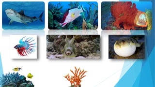 Fish | PPT