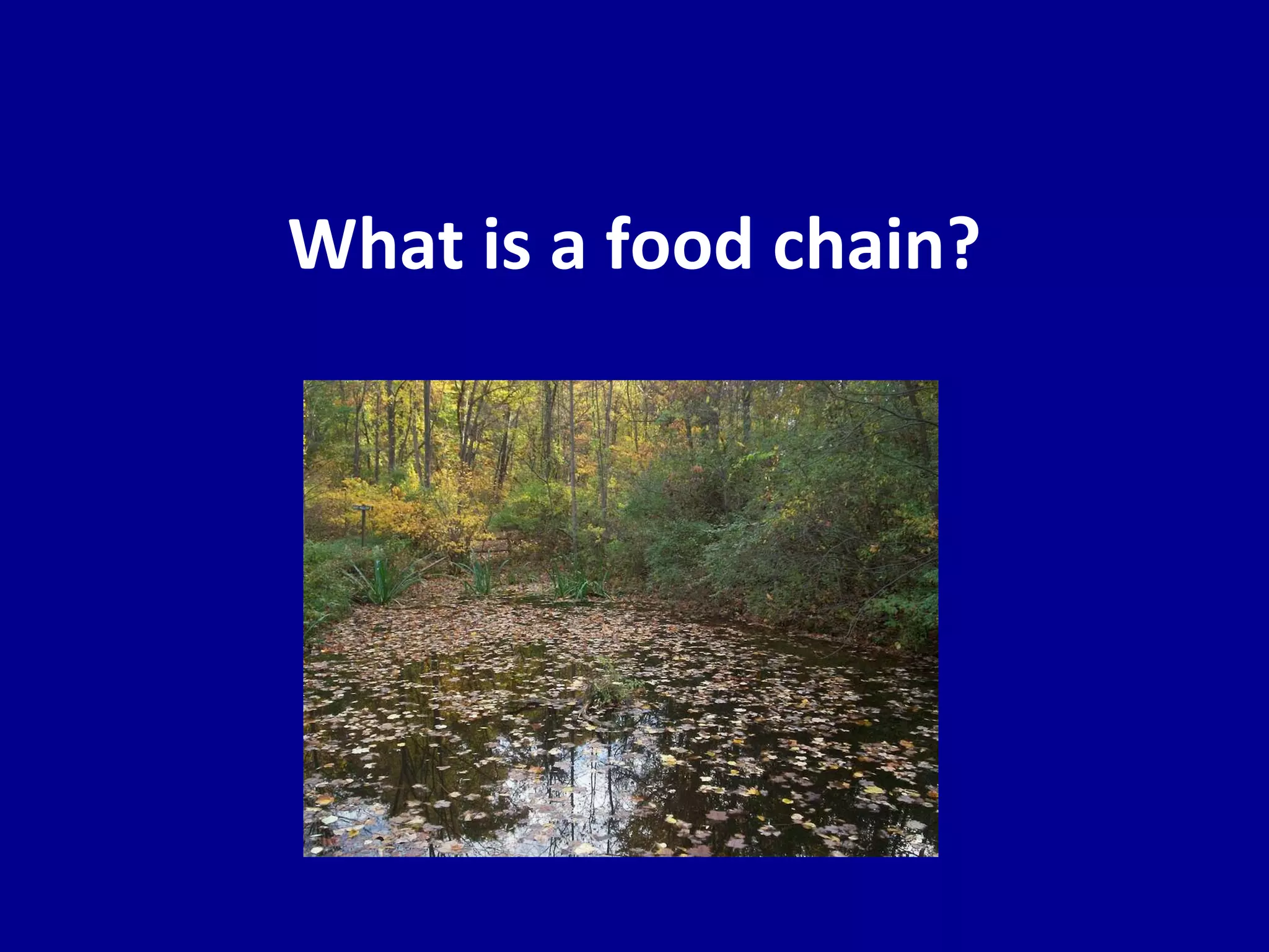 Introduction to Food Chains | PPT