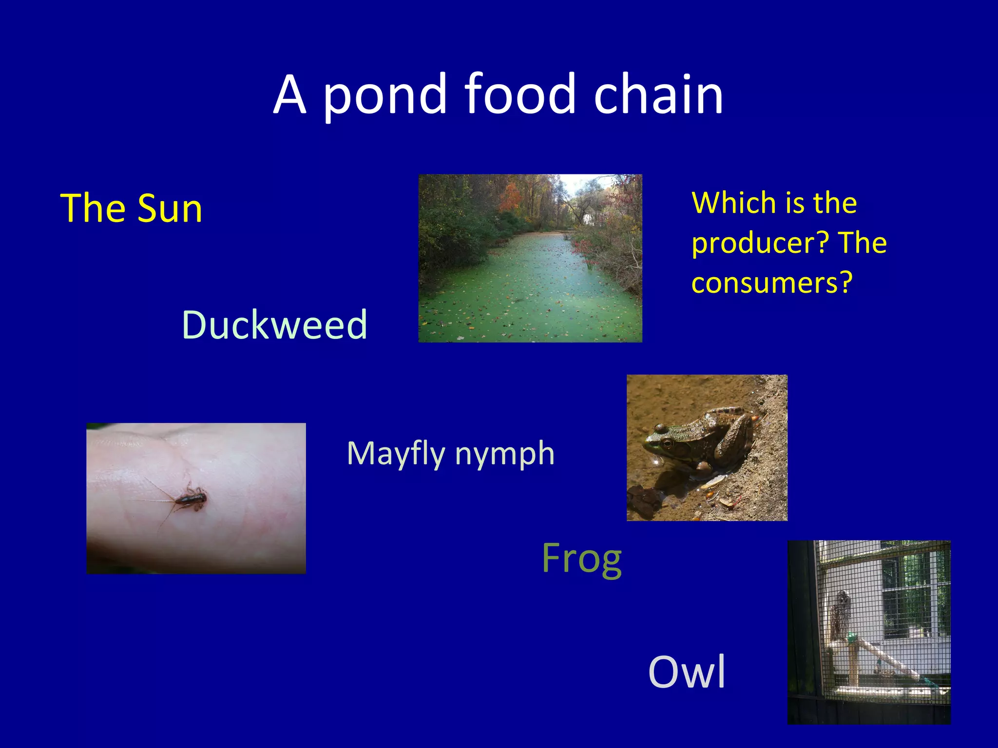 Introduction to Food Chains | PPT