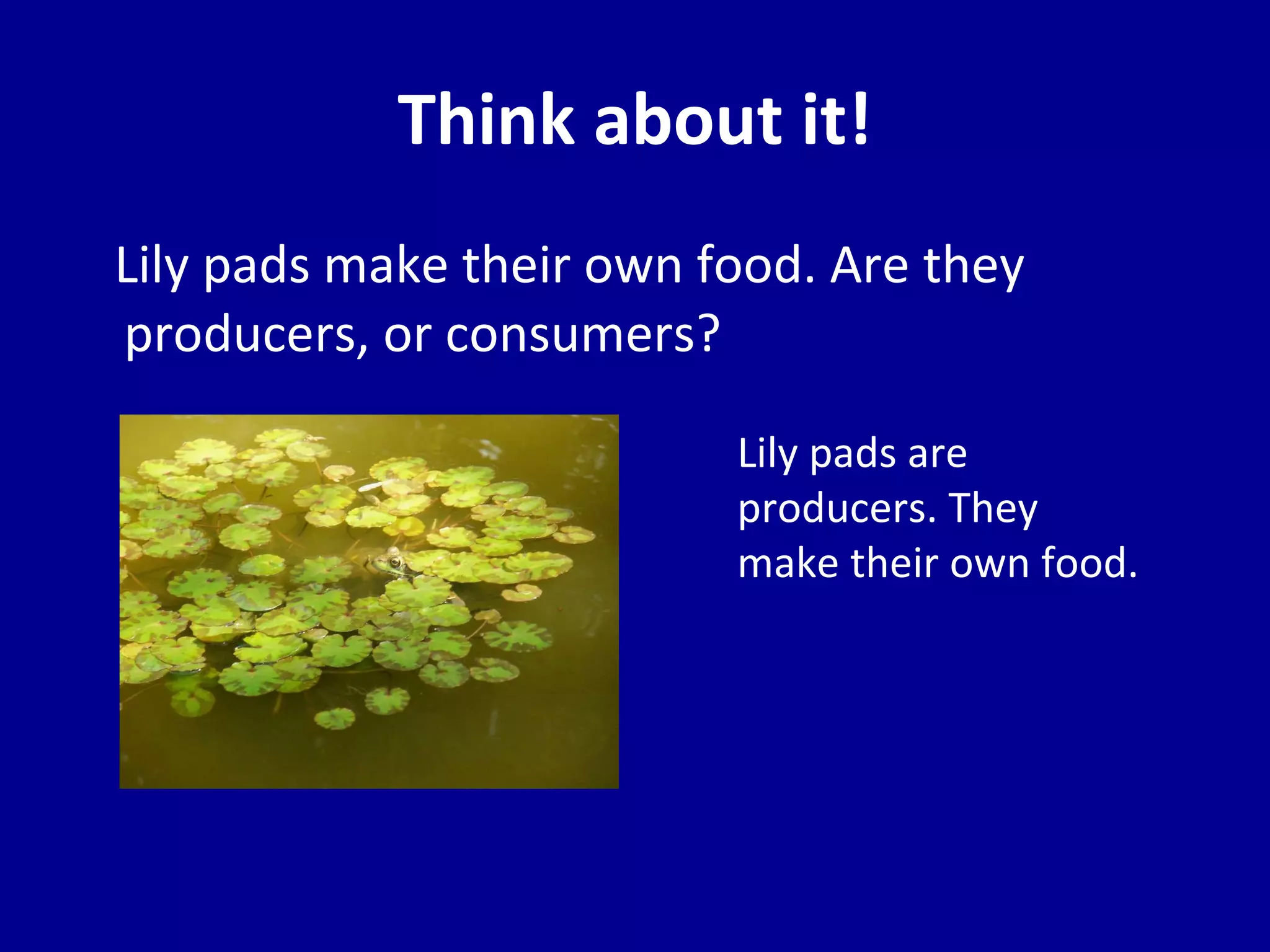 Introduction to Food Chains | PPT