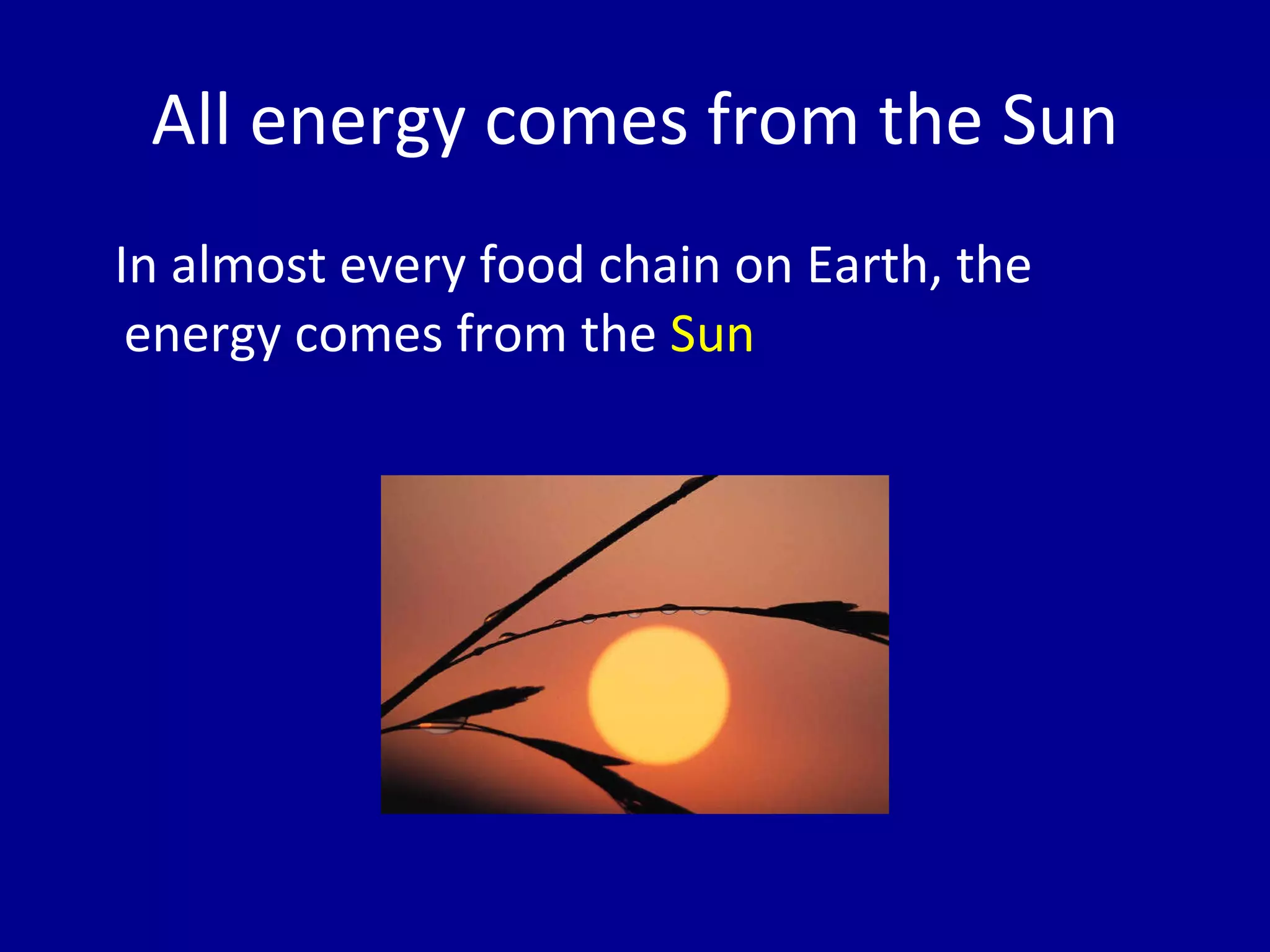 Introduction to Food Chains | PPT